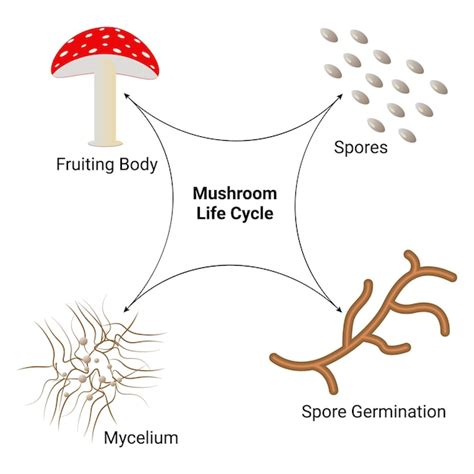 Premium Vector Mushroom Life Cycle Spores Spore Germination Mycelium