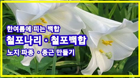 한여름에 피는 백합 철포나리ㆍ철포백합 노지 파종 구근 만들기 Youtube