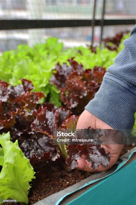붉은 산호 양상추 잎을 따기 엄지와 손가락으로 롤로 로소 를 꼬집고 비둘기 안티 버드 그물로 야채 정원 침대를 제기 전경에