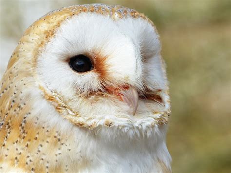 Pretty Gal Scrolller