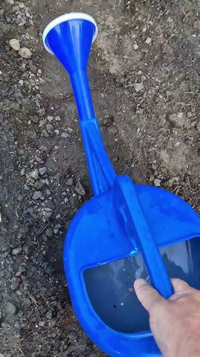 내일 비오니까 배추 더 심자 김장배추 비오고 기온내리고 마지막기회 Youtube