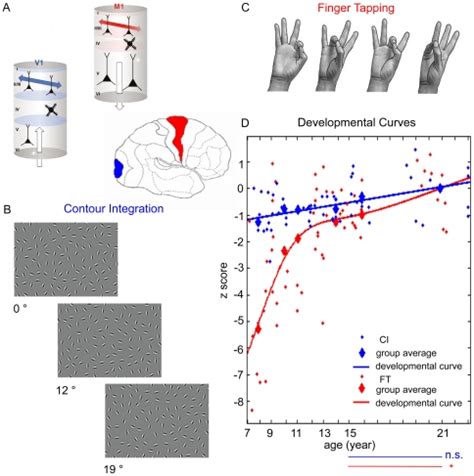 A Sideview Of The Human Brain With The Primary Visual Cortex V Br Download Scientific