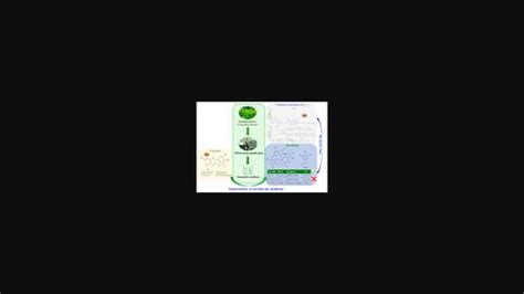 利用茶Camellia sinensis叶的多酚氧化酶同工酶体外酶促合成单体茶黄素 International Journal of