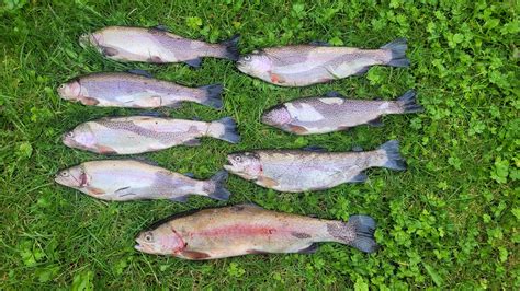 Buzzard Bushcraft Rainbows On A Midgit Digit