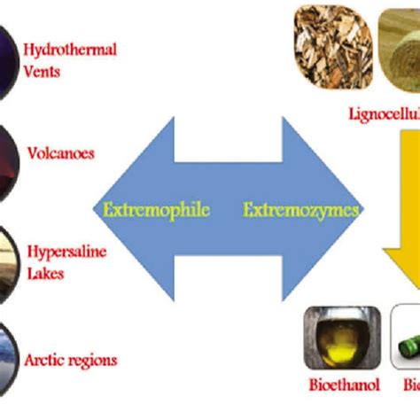 Extremophiles And Their Extremozymes Different Habitats And Bioenergy