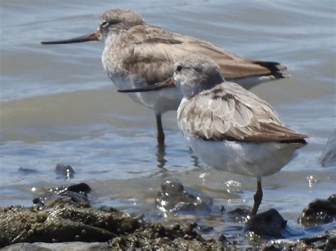 ソリハシシギ 2018 08 18 日本の野鳥識別図鑑
