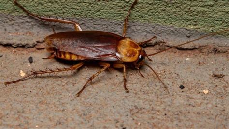 How Often Do Cockroaches Reproduce School Of Bugs