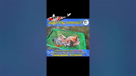 අලුත් මාලු Chamath Aquarium Youtube