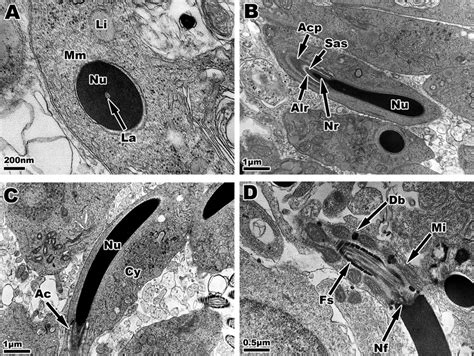 Late Stages Of Spermiogenesis In S Undulatus A The Nucleus Nu