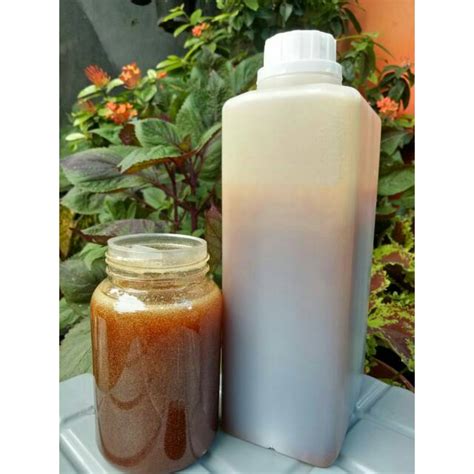 Jual MADU HUTAN ASLI SIALANG RIAU 1KG Shopee Indonesia