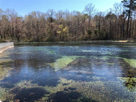 Cottus Paulus Подкаменщик пигмей ВСЕ О ПРЕСНОВОДНЫХ РЫБАХ