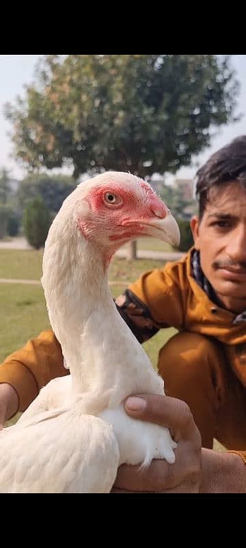 Shamo Female Hens 1095764190