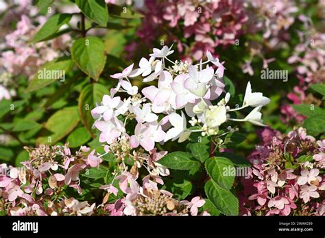 Hydrangea Paniculata Touch Of Pink Growing In Uk Garden September Stock