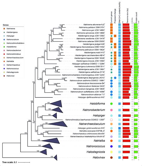 Approximate Maximum Likelihood Phylogenomic Tree Based On The