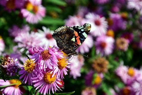 Fria bild Flora löv natur trädgård sommar blomma fjäril insekt