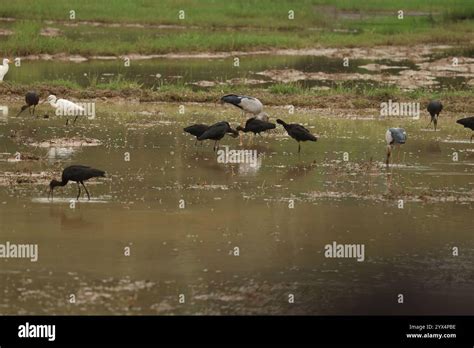 Beautiful Scene Of Glossy Ibisasian Open Bill And Herons In A Paddy