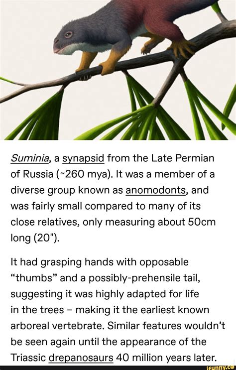 Suminia A Synapsid From The Late Permian Of Russia 260 Mya It Was