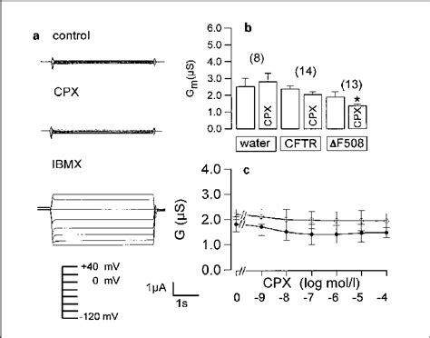Double Electrode Voltage Clamp Experiment Obtained In A Xenopus Oocyte Download Scientific
