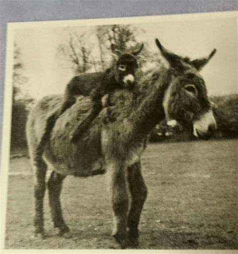 Top 92 Pictures Pictures Of Donkeys And Mules Superb