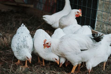 The Top 20 Best Egg Layers Chickens Backyard Breed Guide The Little Modern Farm