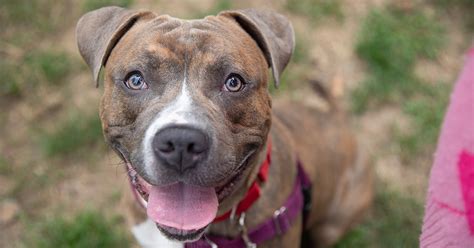 Bambi Will Make Your Heart Thumper Aspca