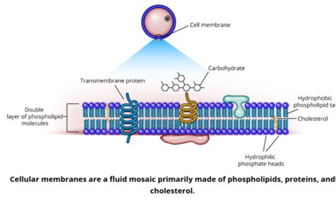 Bio 261 Lab 4 Osmosis And Diffusion Flashcards Quizlet