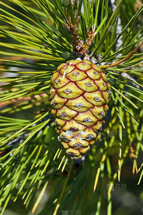 山中有松果的石松小枝