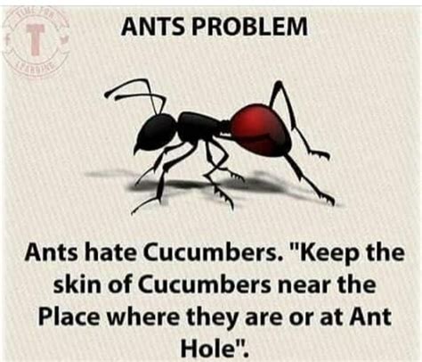 11 Easy Ways To Get Rid Of Fruit Flies Artofit
