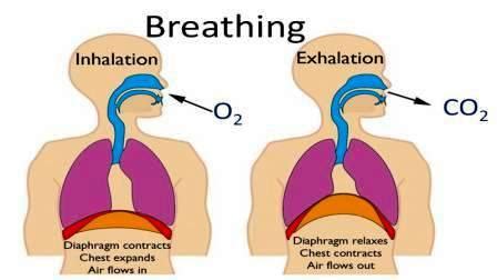 Difference Between Respiration And Breathing