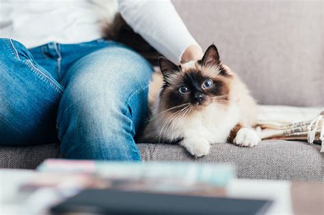 Birman Cat Breed Information And Characteristics Katkin
