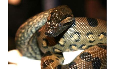 Anaconda Birth