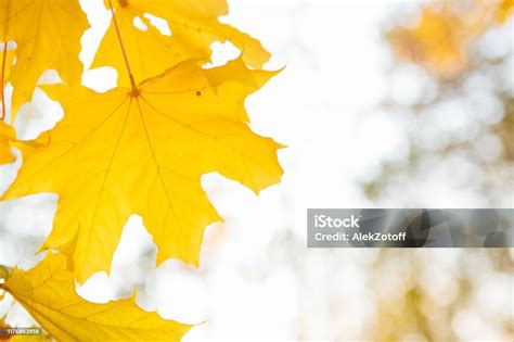 가을 숲의 가지에 밝은 화려한 잎 타락한 노란 잎과 태양과 아름다운 가을 풍경 공원에서 화려한 단풍 낙엽 자연 배경 0명에 대한 스톡 사진 및 기타 이미지 Istock