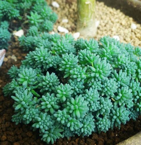 薄雪萬年草是一種清秀典雅、滿盆翠綠，富有野趣的小型多肉植物 每日頭條