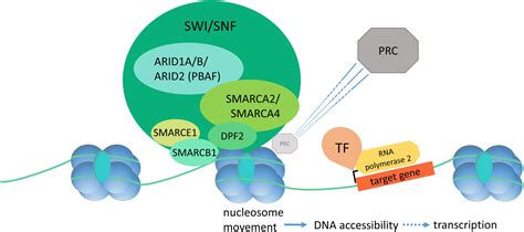 Frontiers Mutational Landscapes And Phenotypic Spectrum Of SWI SNF