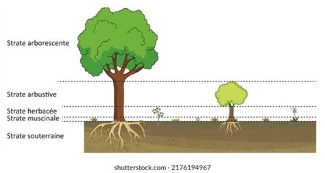 Vertical Plant Stratification Structure Vertical Stock Illustration