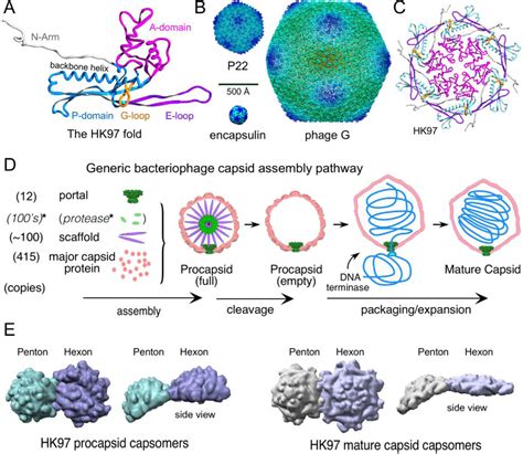 Figure 1 From The Amazing Hk97 Fold Versatile Results Of Modest Differences Semantic Scholar