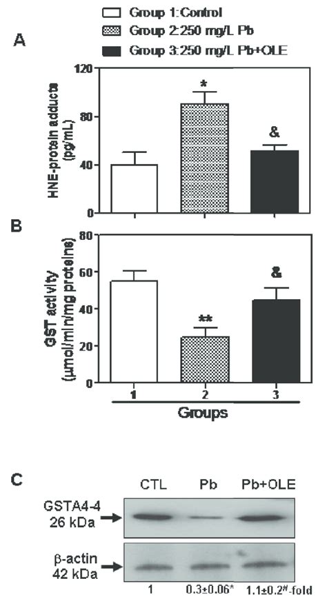 Evaluation Of Redox Status In Control And Pb Exposed Rats A