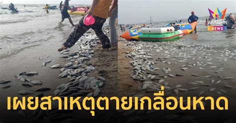 ปลาตายบางแสน รวมข่าวของ ปลาตายบางแสน อัพเดตเรื่อง ปลาตายบางแสน