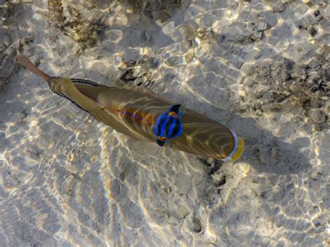 Picassofisch Bei Ebbe Hintergrundbilderde