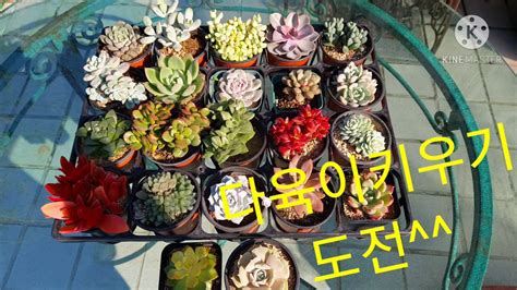 다육이키우기다육이 예쁘게기르기 Youtube