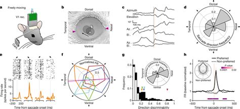 V1 Neurons Are Tuned To Saccade Direction A Experimental Set Up For Download Scientific