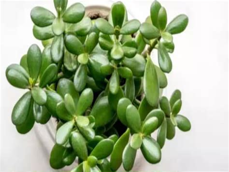 Vastu Tips Crassula Plant Magnet For Money Attracts Wealth And Fills