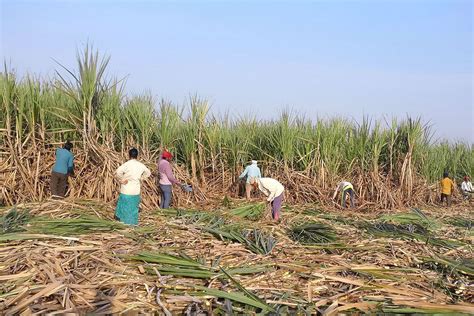 Sugar Self Sufficiency Seen Possible With Production Of 24 25 Million
