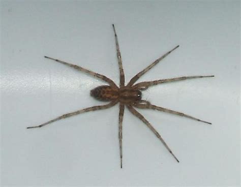 Spider Query Tegenaria Domestica BugGuide Net