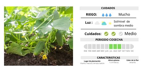 Pepino Tecnicampo