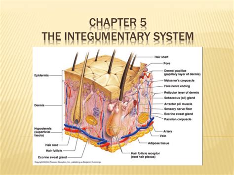 Chapter The Integumentary System