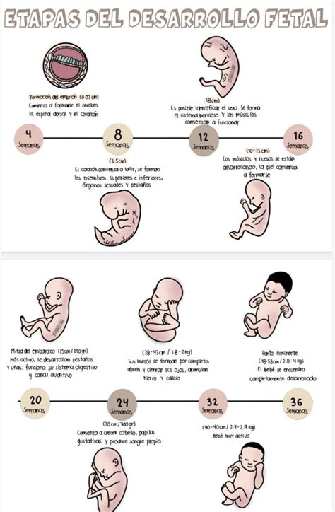 Embriologia Diagnosticos De Enfermeria Mapas De Ideas Cosas De