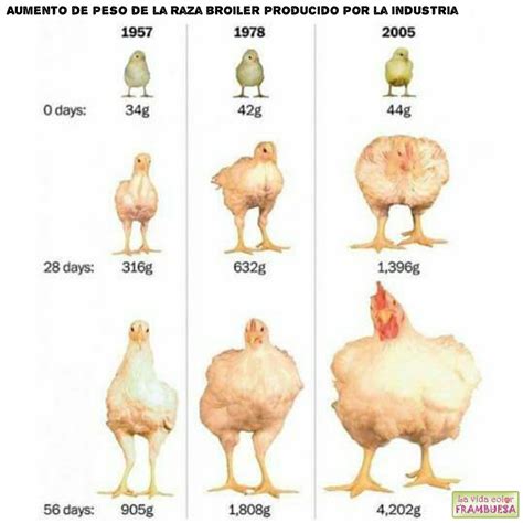 Como Saber Si Es Pollo Macho O Hembra Noticias De Pollo