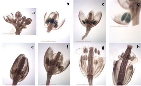 Dissected Arabidopsis Thaliana Flowers From T2 Plants Transformed With