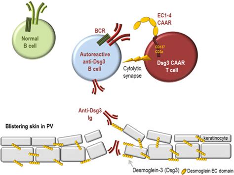 How Desmoglein 3chimeric Autoantigen Receptor Dsg3 Caar T Cells Lure